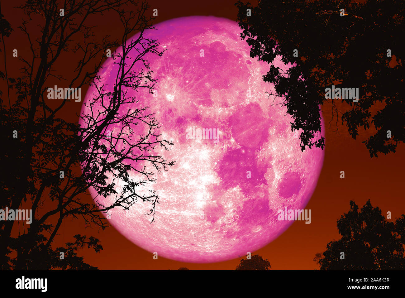 full worm moon back on silhouette plant and trees on night sky ...