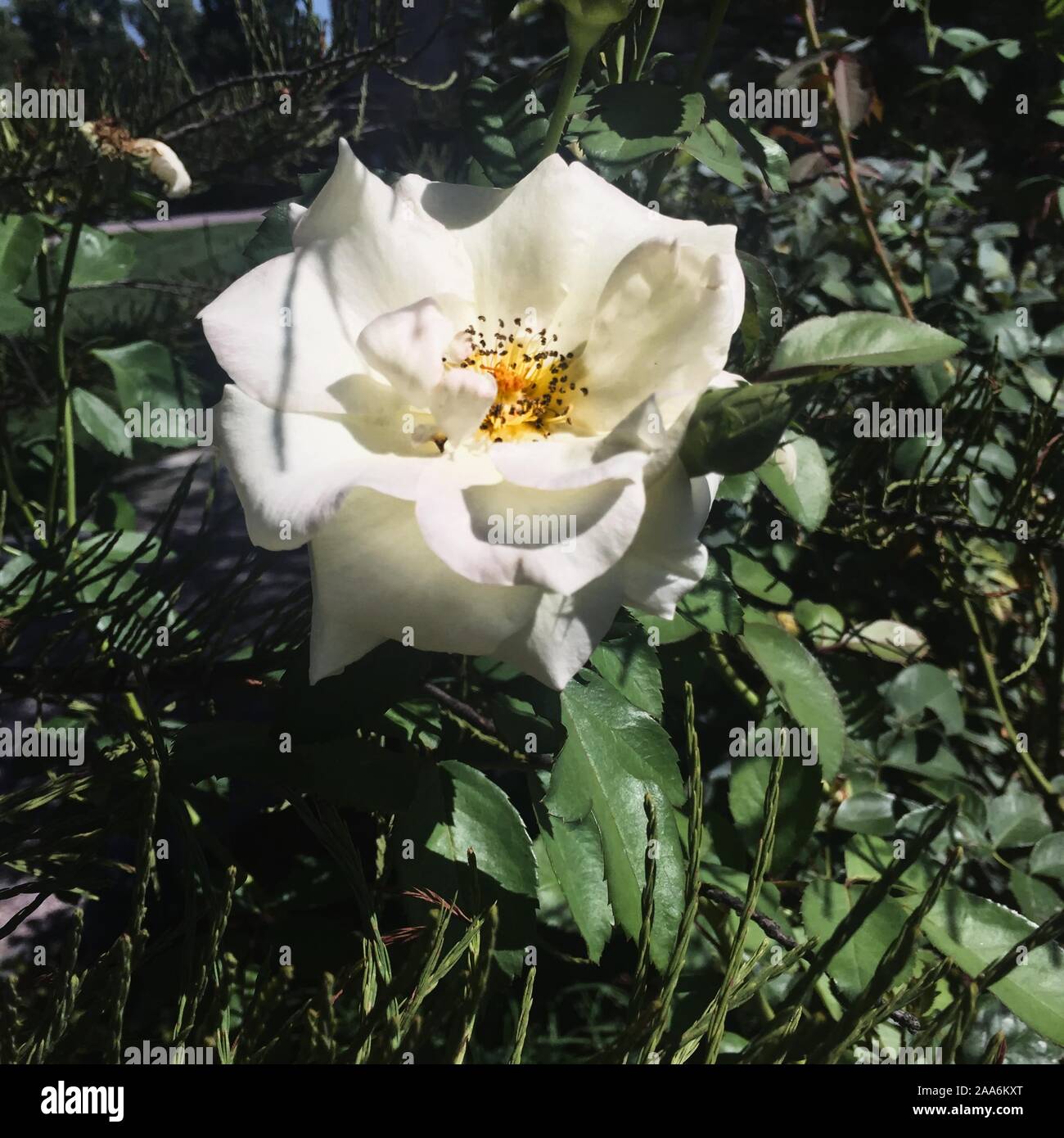 white rose on the bush Stock Photo - Alamy