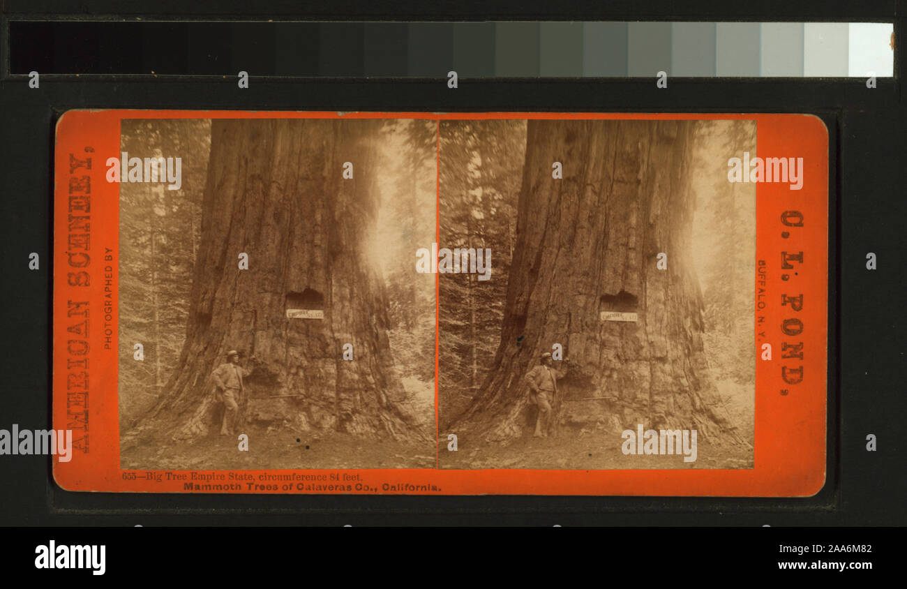 by C. L. Pond.; Big Tree, Empire State, circumference 84 feet. Mammoth ...