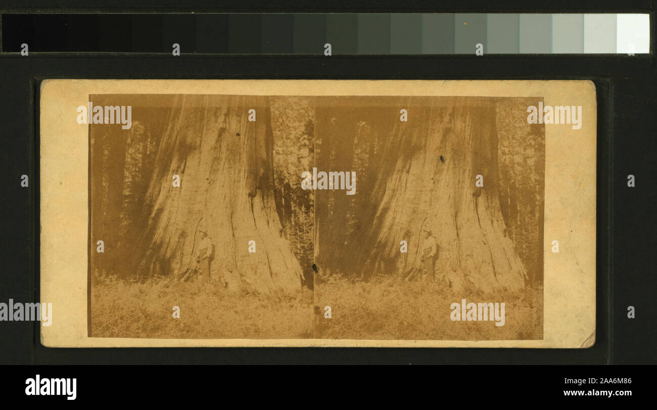 94 feet circumference hi-res stock photography and images - Alamy