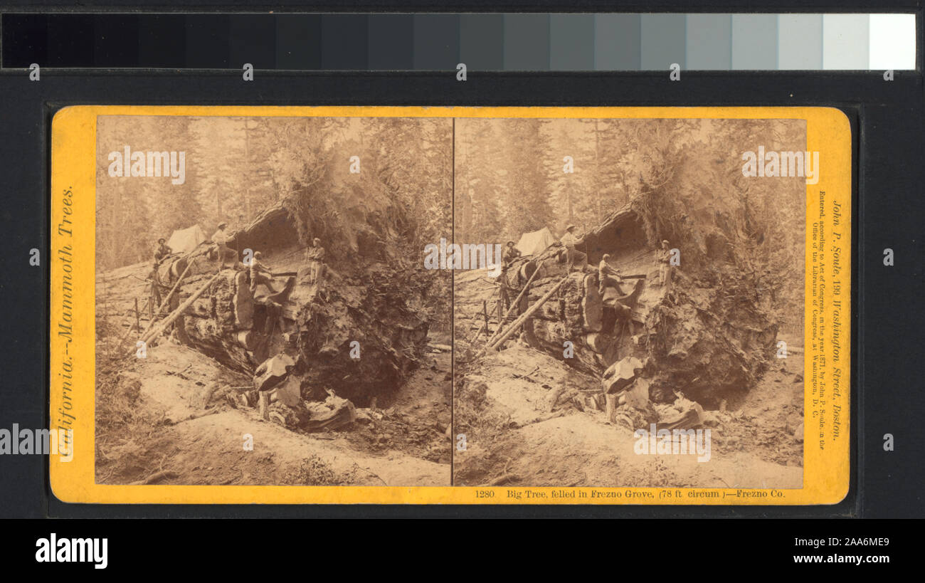 Big tree, felled in Frezno [sic] Grove, (78 ft. circum.) Frezno [sic ...