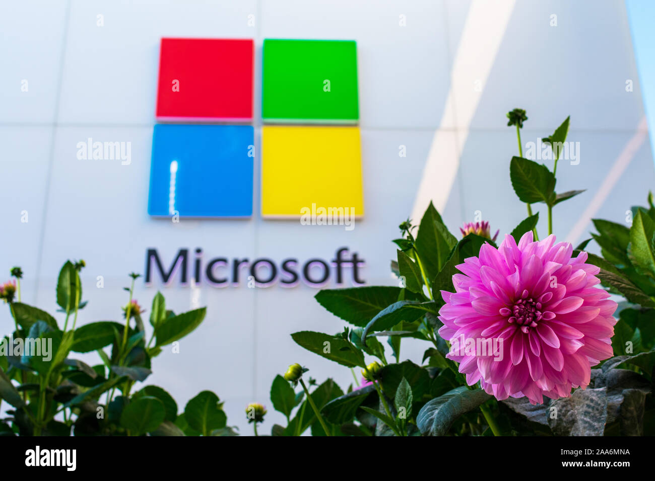 Blur. Dahlia flowers bloom in front of the facade of local Microsoft ...