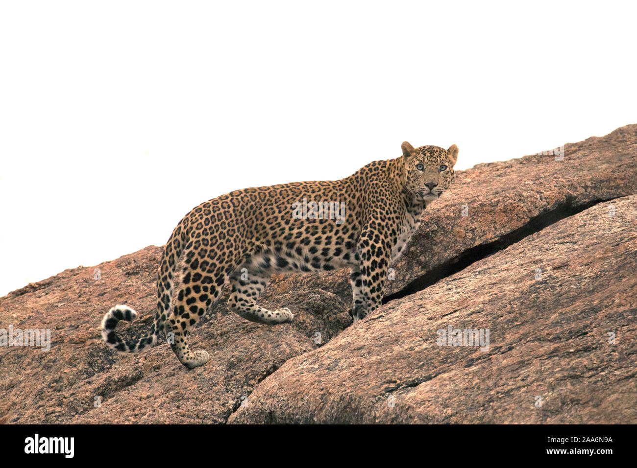 Leopard on hill Stock Photo - Alamy