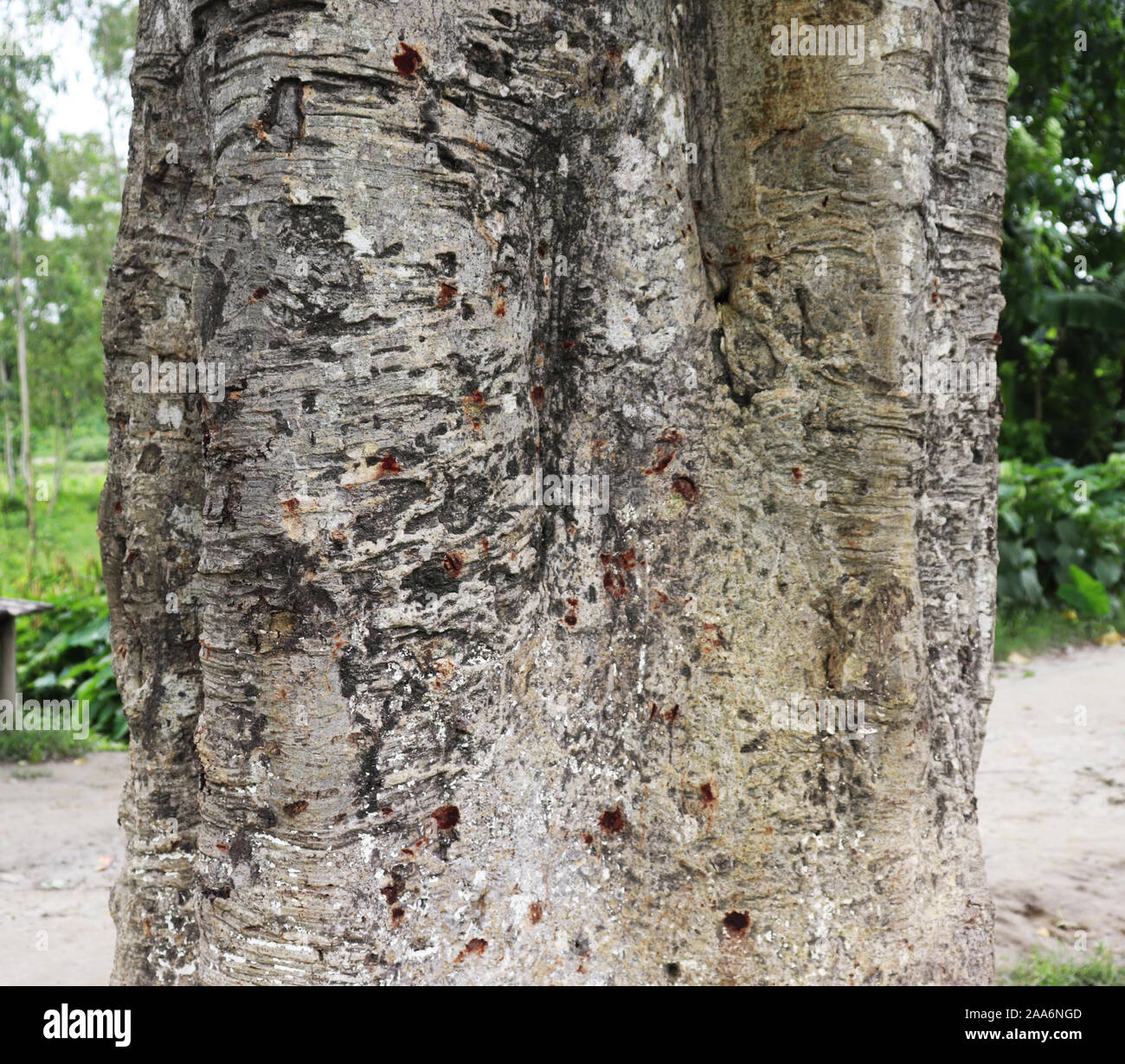 Tree bark texture. The body of the tree Stock Photo - Alamy