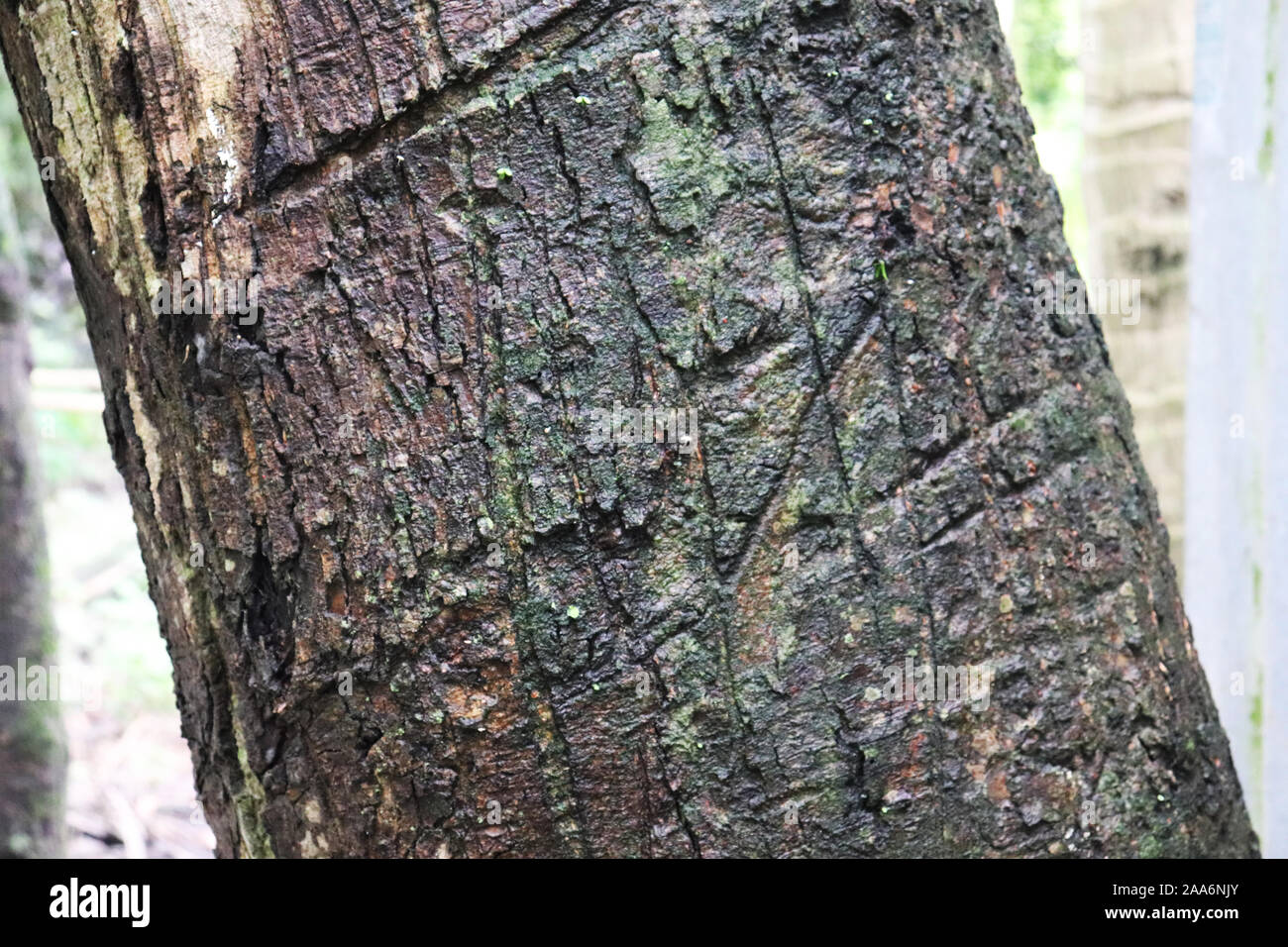 Tree bark texture. The body of the tree Stock Photo - Alamy