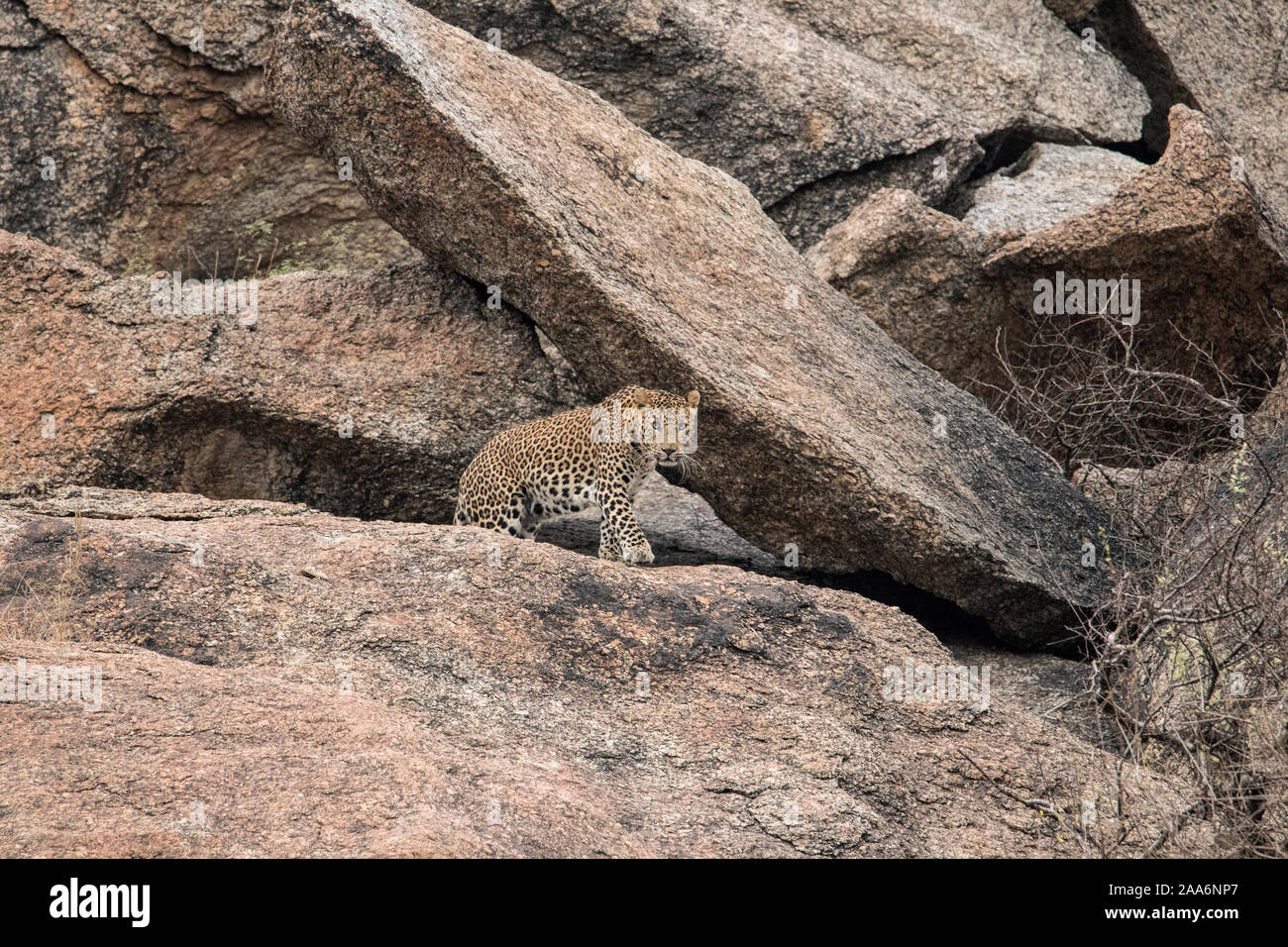 Leopard between rocks hi-res stock photography and images - Alamy