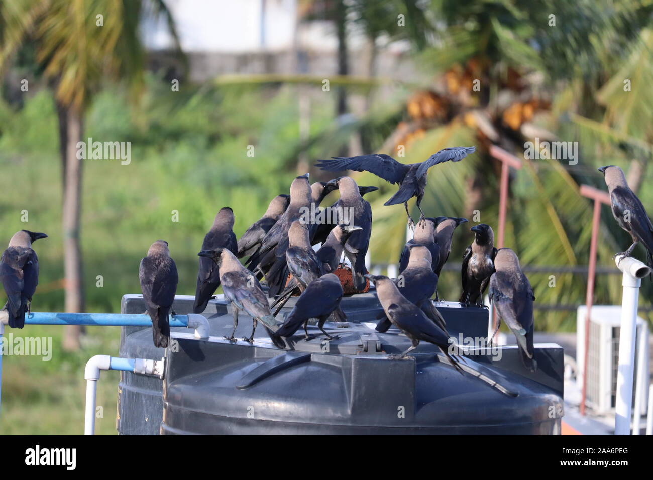 Group of black crows in the nature ,Group of black crows in the nature ...