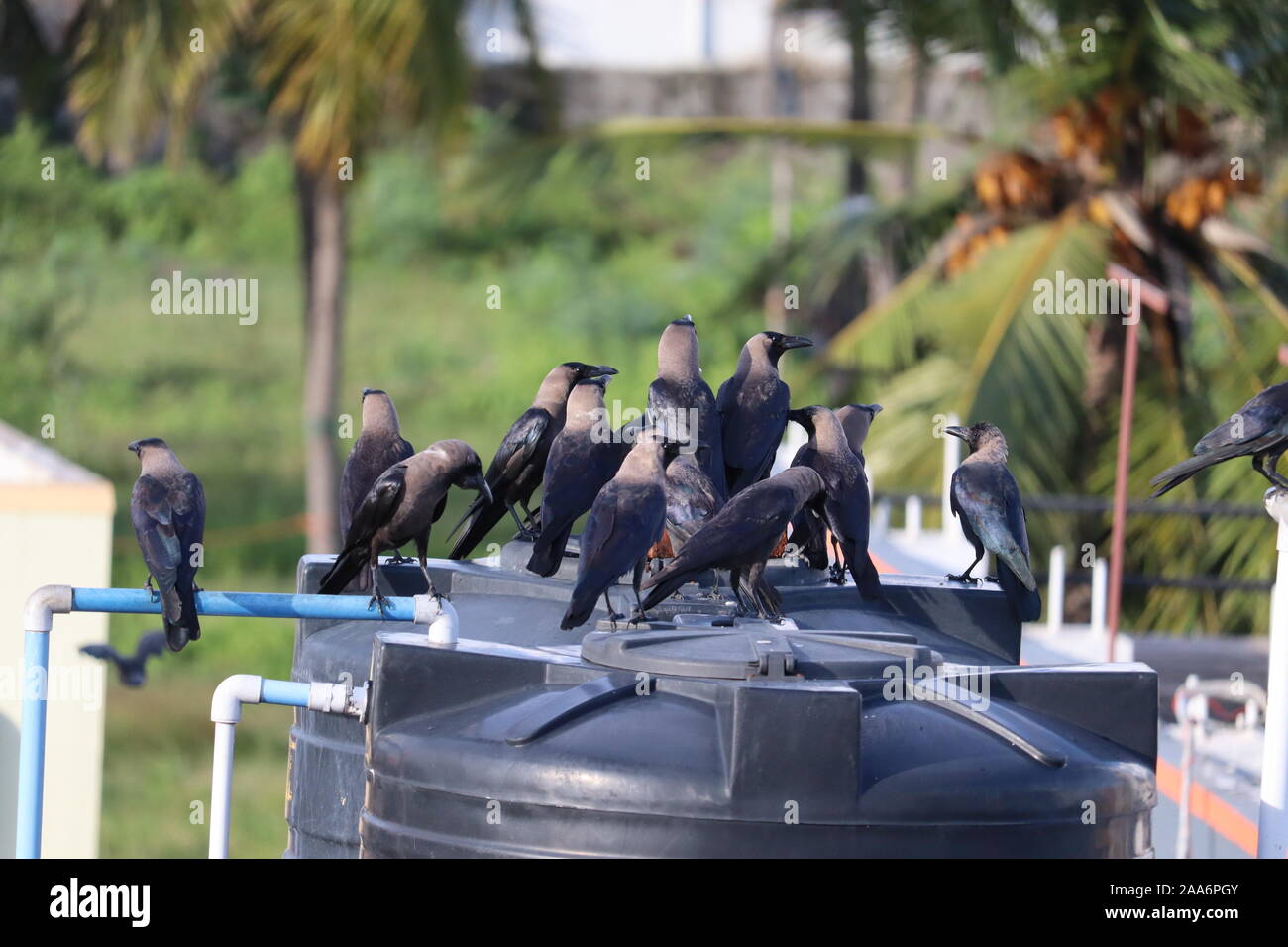 Group of black crows in the nature ,Group of black crows in the nature ...
