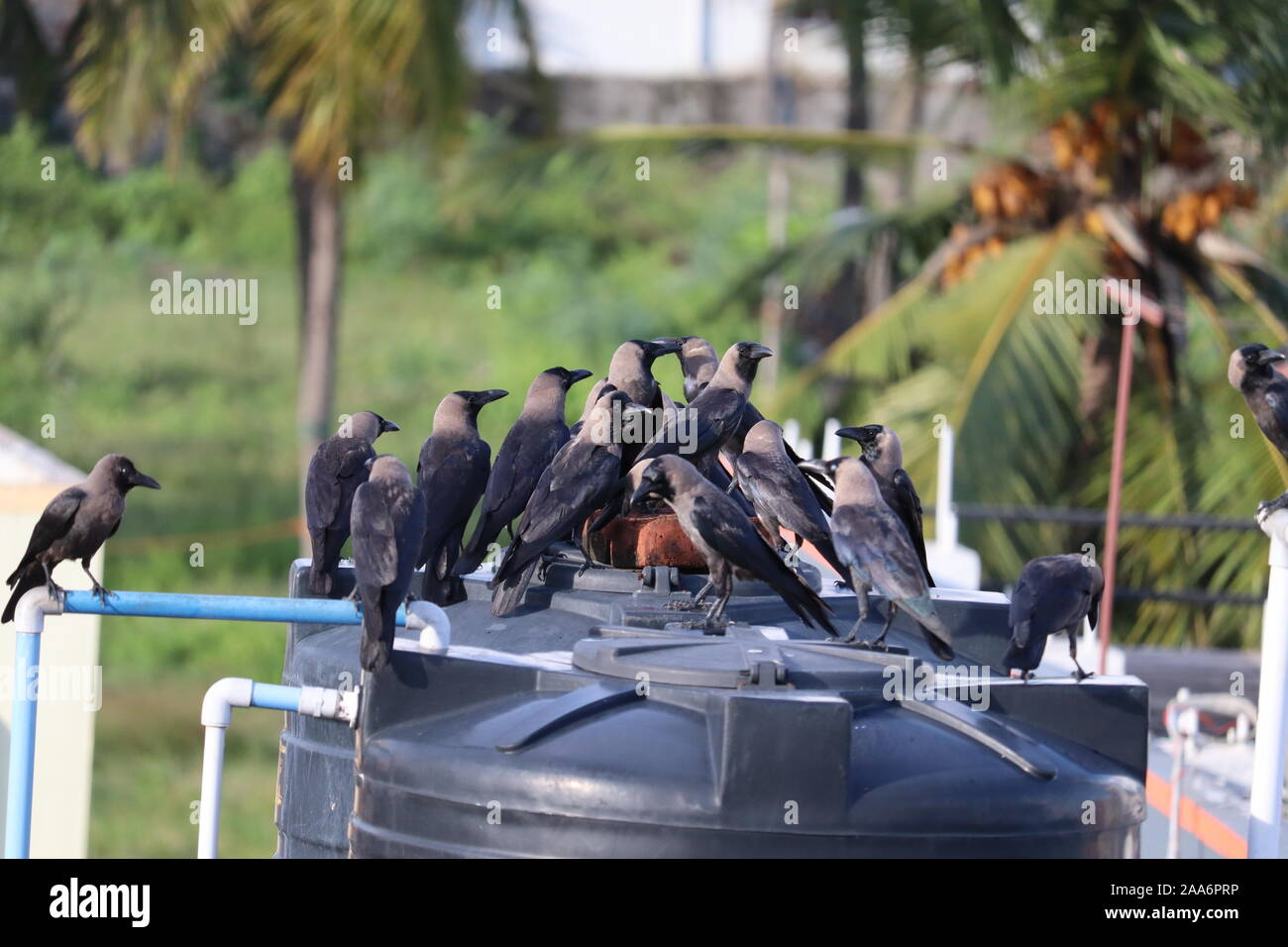 morning community meeting of group of crows Stock Photo - Alamy