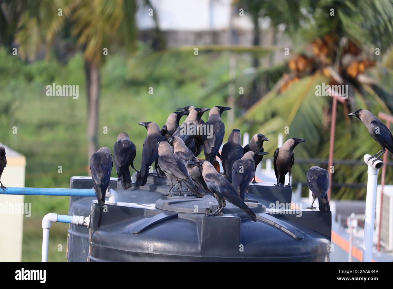 morning community meeting of group of crows Stock Photo - Alamy