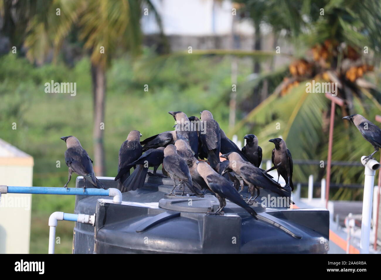 Common crows group hi-res stock photography and images - Alamy