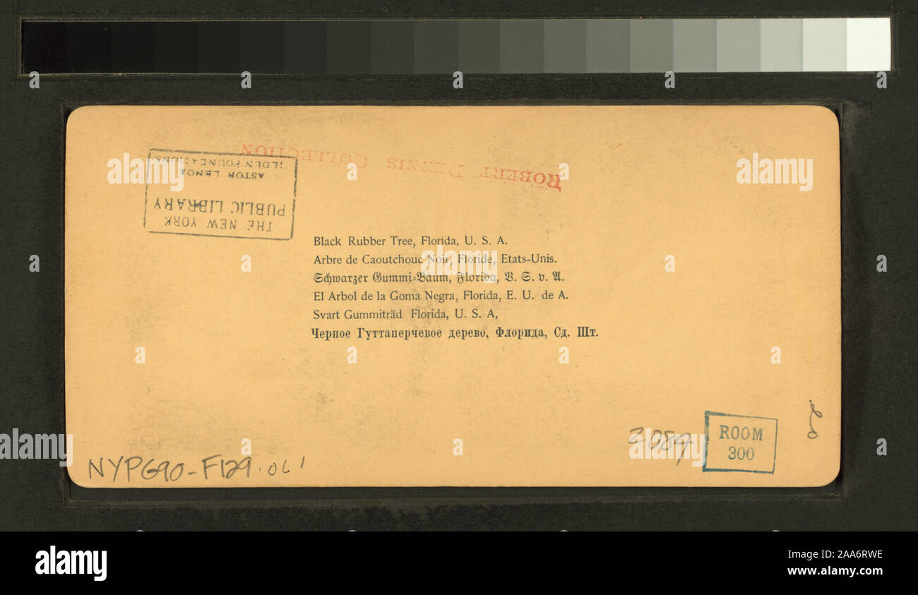 Black rubber tree hi-res stock photography and images - Alamy