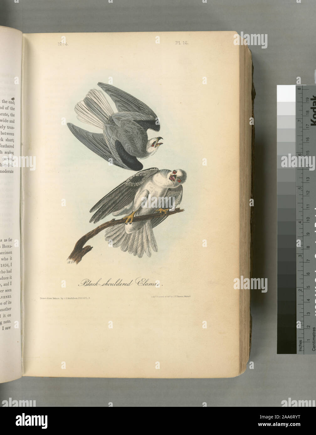 Black shouldered elanus hi-res stock photography and images - Alamy