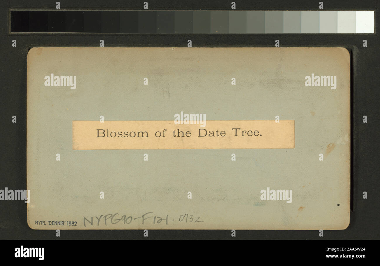 Blossom of the date tree.; Blossom of the date tree Stock Photo - Alamy