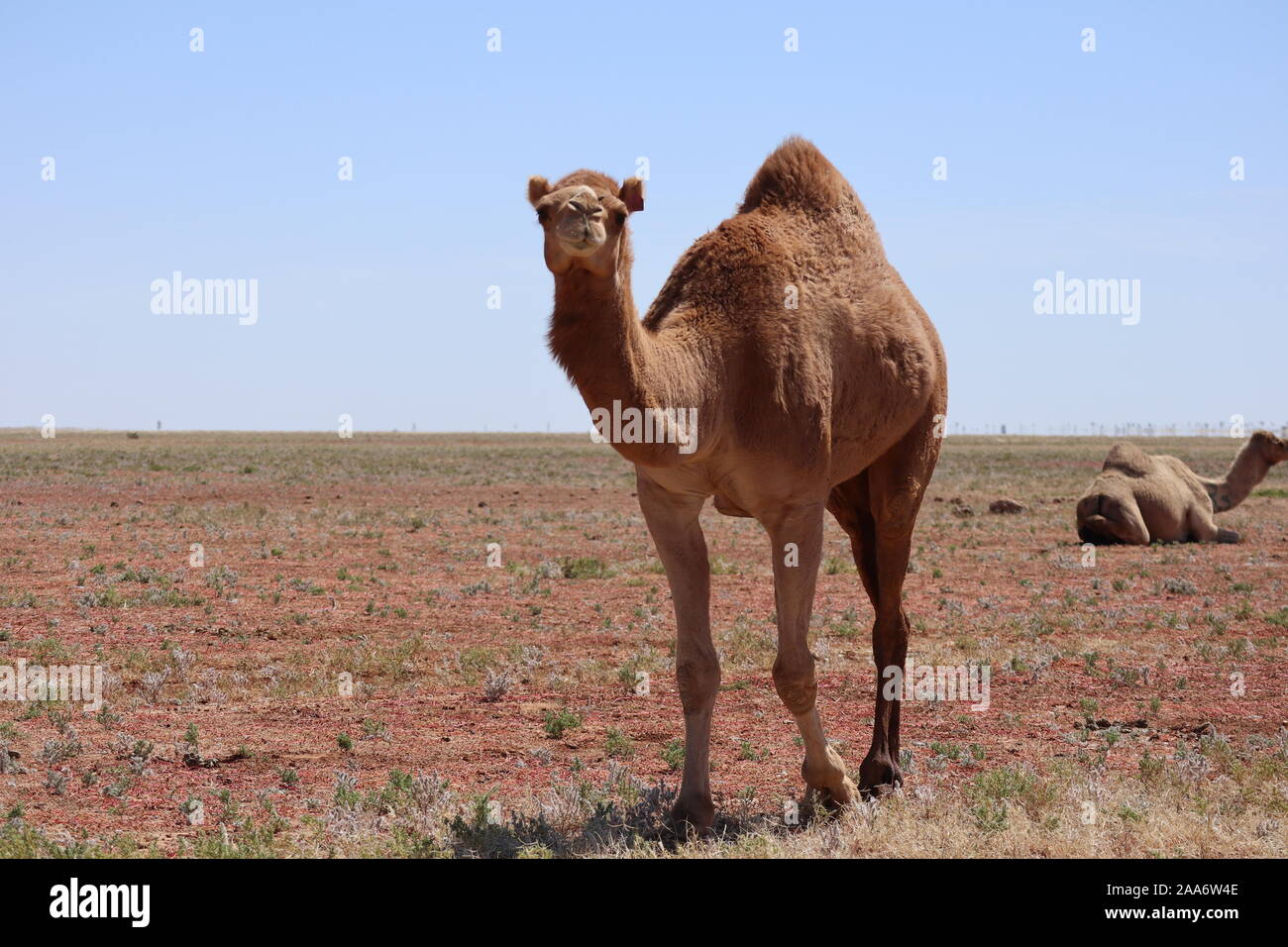 Camel standing facing camera Stock Photo - Alamy