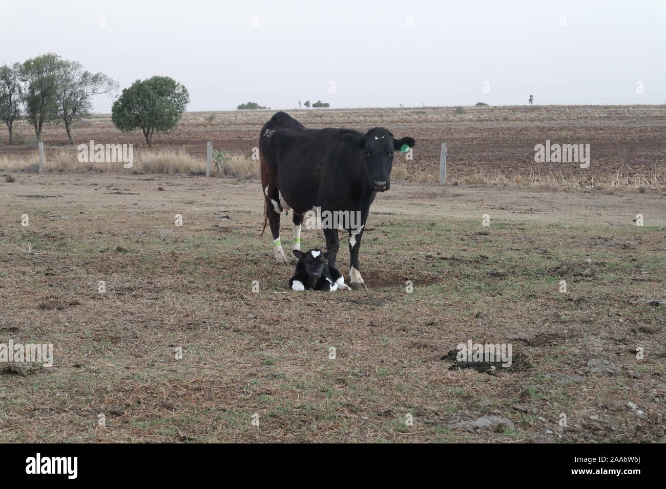 Cow and calve in paddock Stock Photo - Alamy