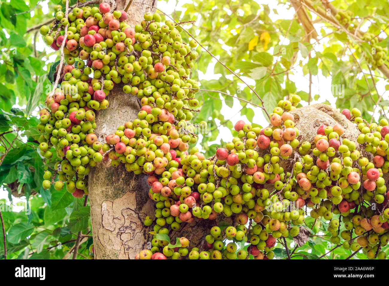 Common fig (Ficus carica) green and red fruits on ficus subpisocarpa ...