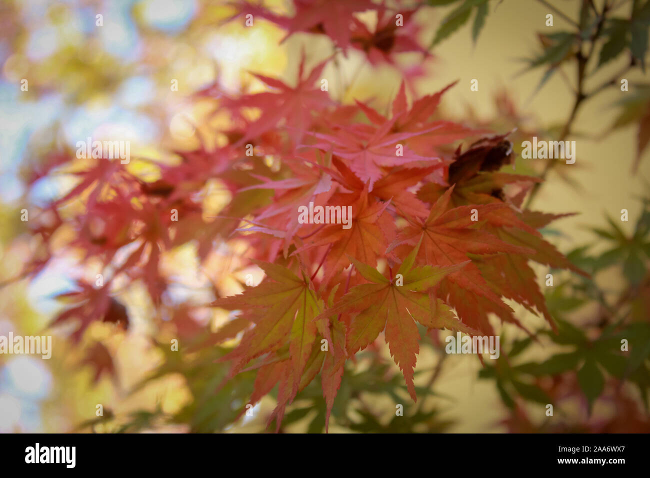 Close view of autumn fall colors of the leaves in Napa, California ...
