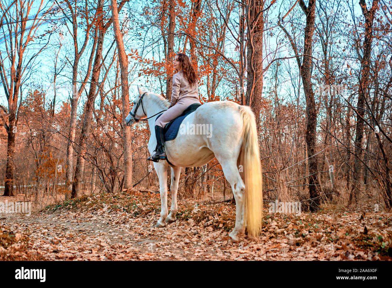 girl riding a white horse in the woods Stock Photo - Alamy
