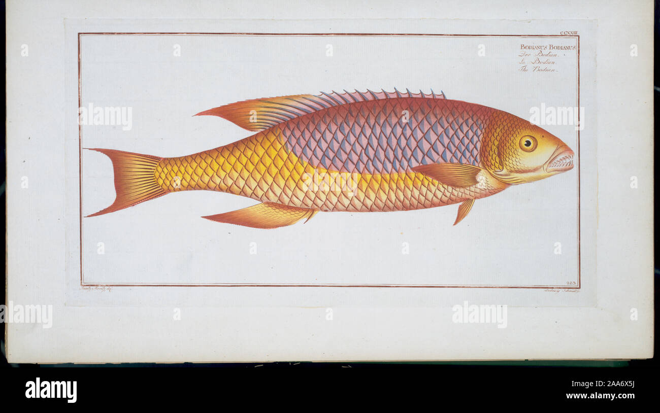 Bodian hi-res stock photography and images - Alamy