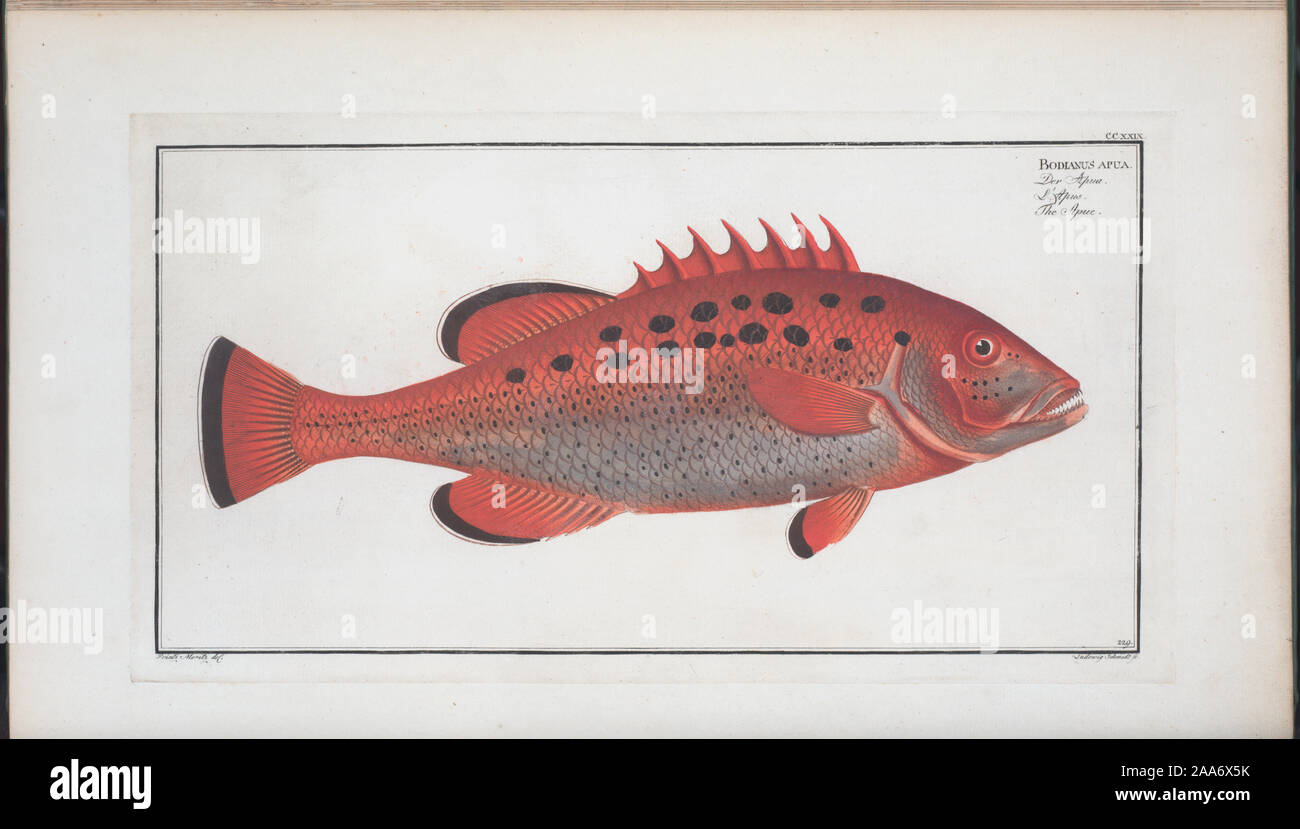 Apua hi-res stock photography and images - Alamy