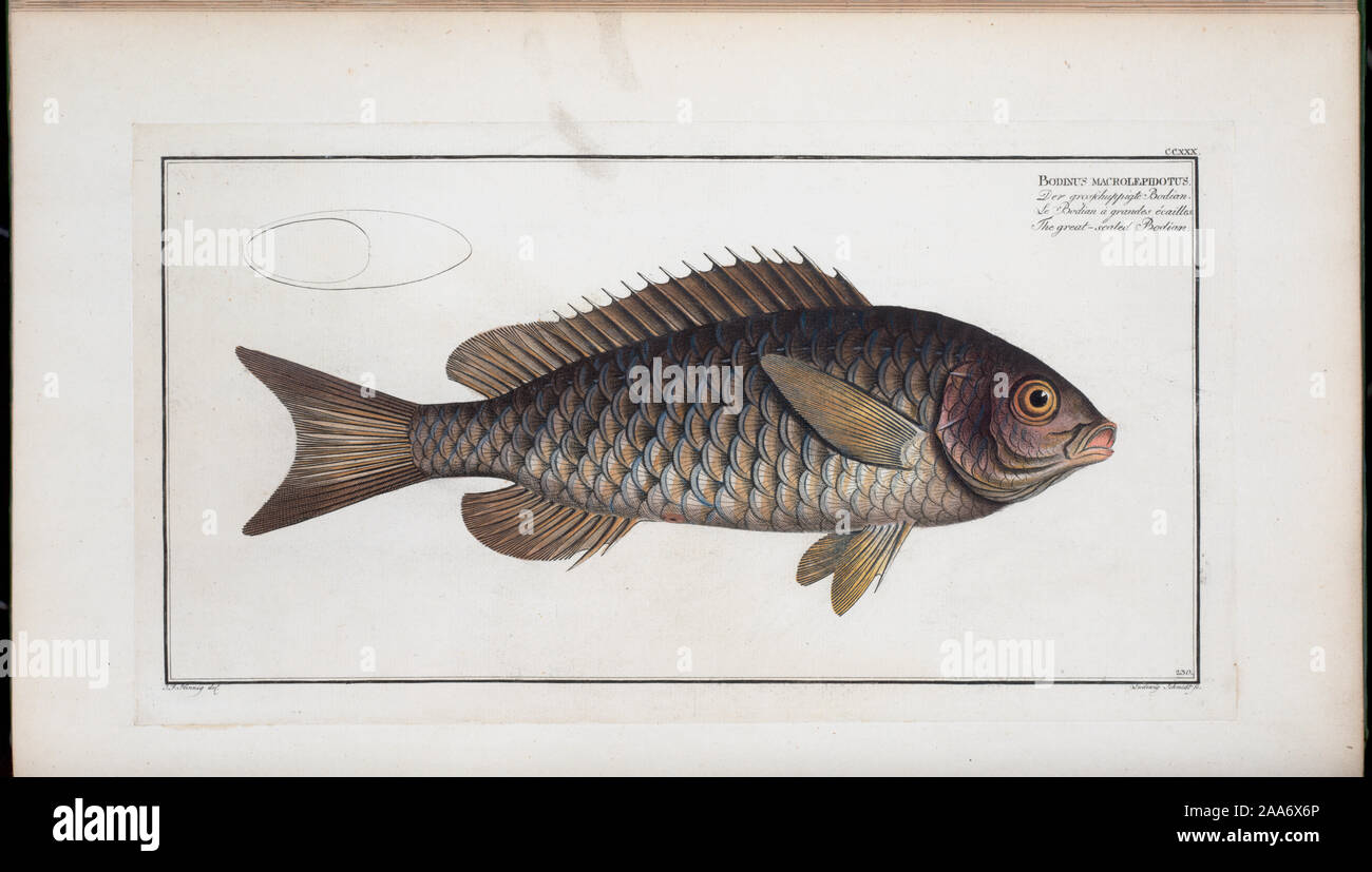 Gross, 1994, #120; Bodinus [Bodianus] macrolepidotus, The great-scaled ...
