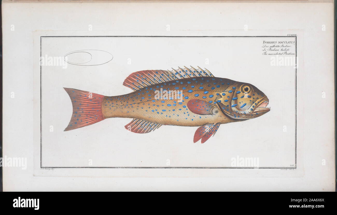 Gross, 1994, #120; Bodianus maculatus, The maculated Bodian Stock Photo ...