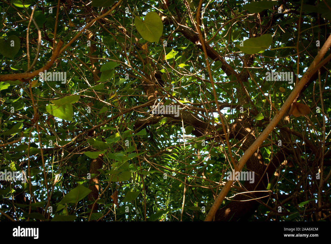 View of the tree with branches and leaves covering wide area and ...