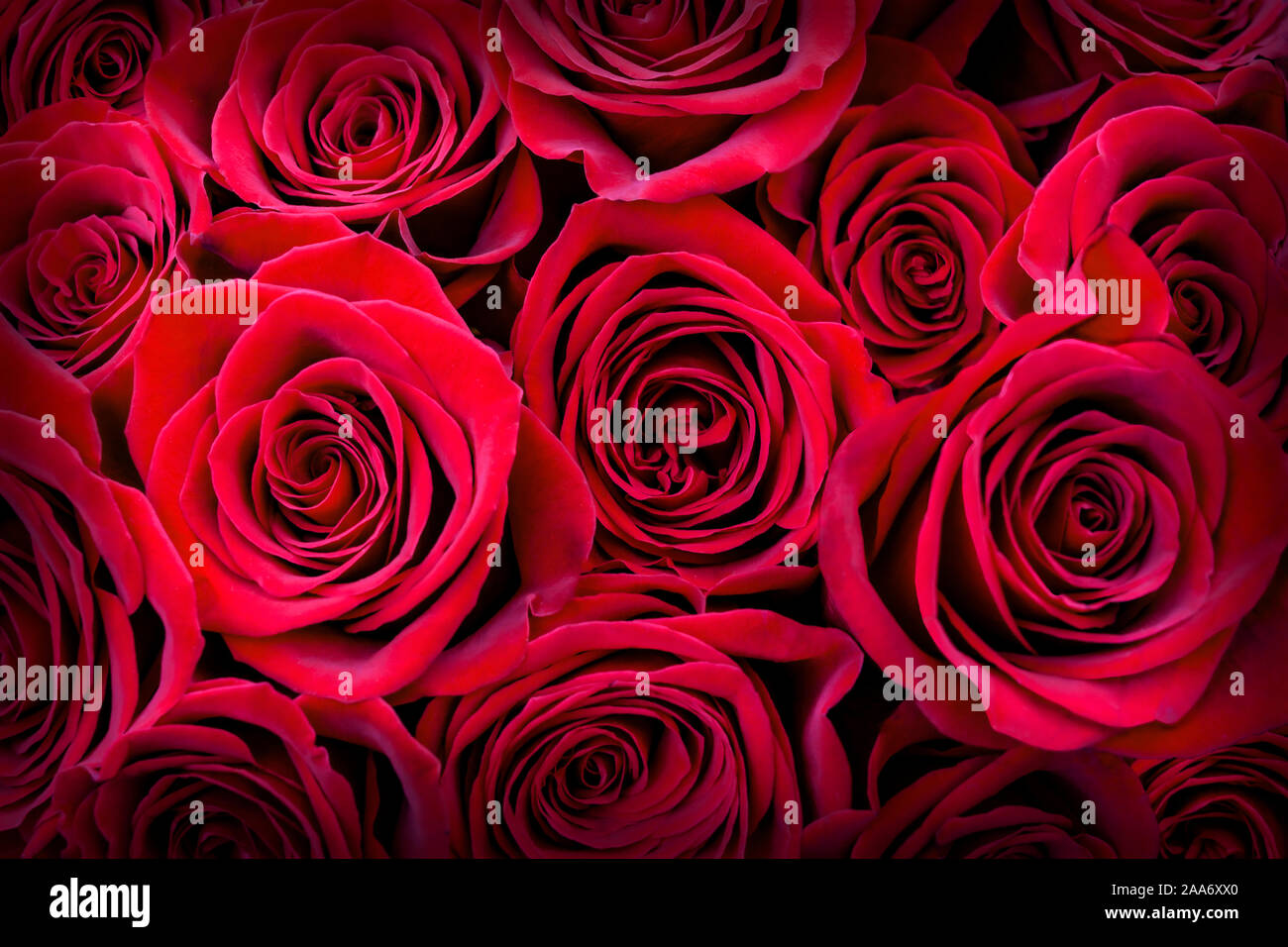 Bouquet of fresh red roses, flower background.. Roses are the flower ...