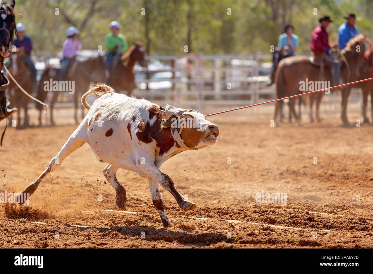 Calf being lassoed in a team calf roping event by cowboys at a country ...