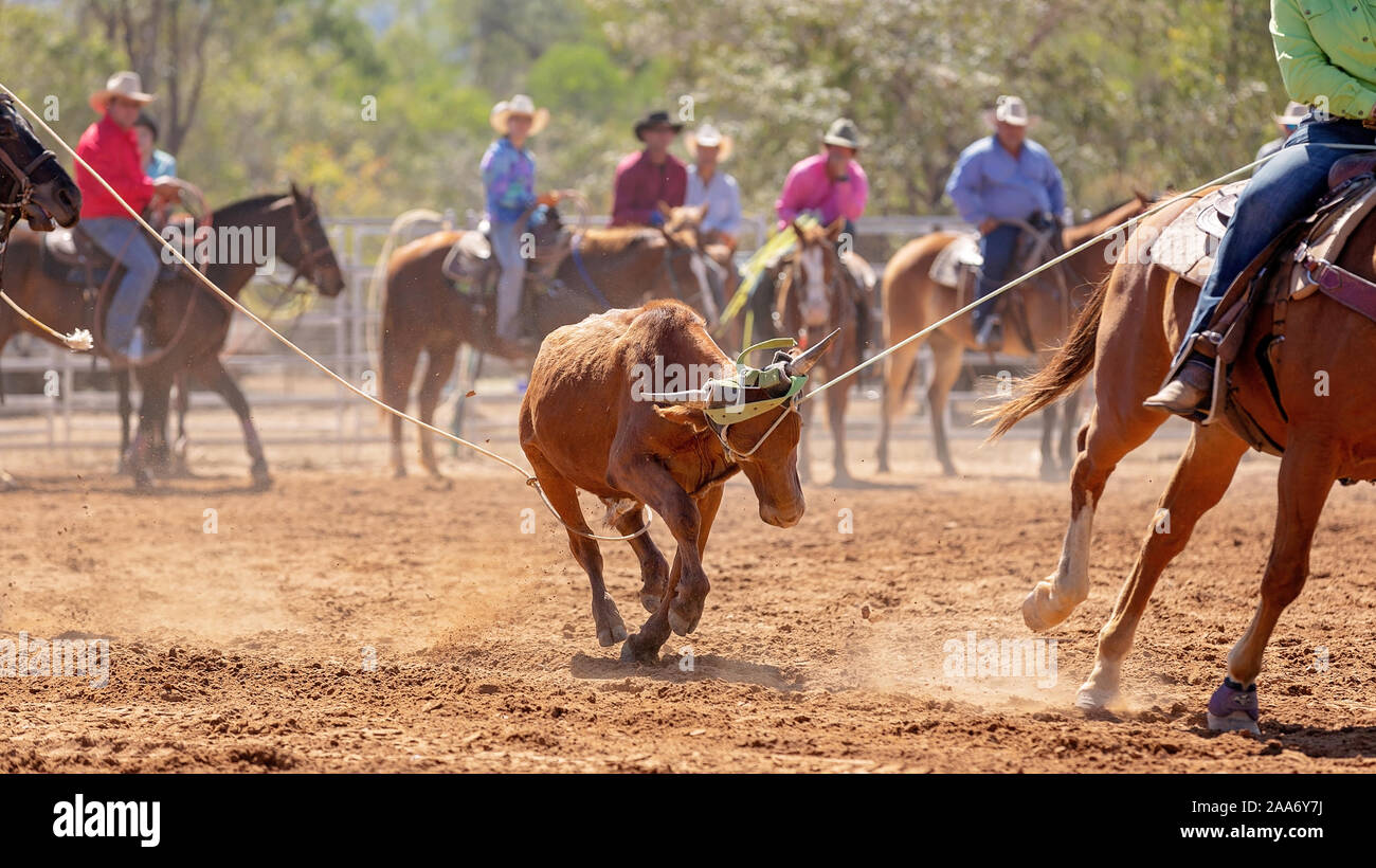 Calf being lassoed in a team calf roping event by cowboys at a country ...