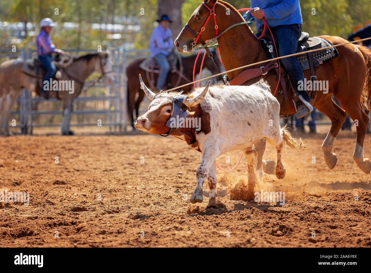 Calf being lassoed in a team calf roping event by cowboys at a country ...
