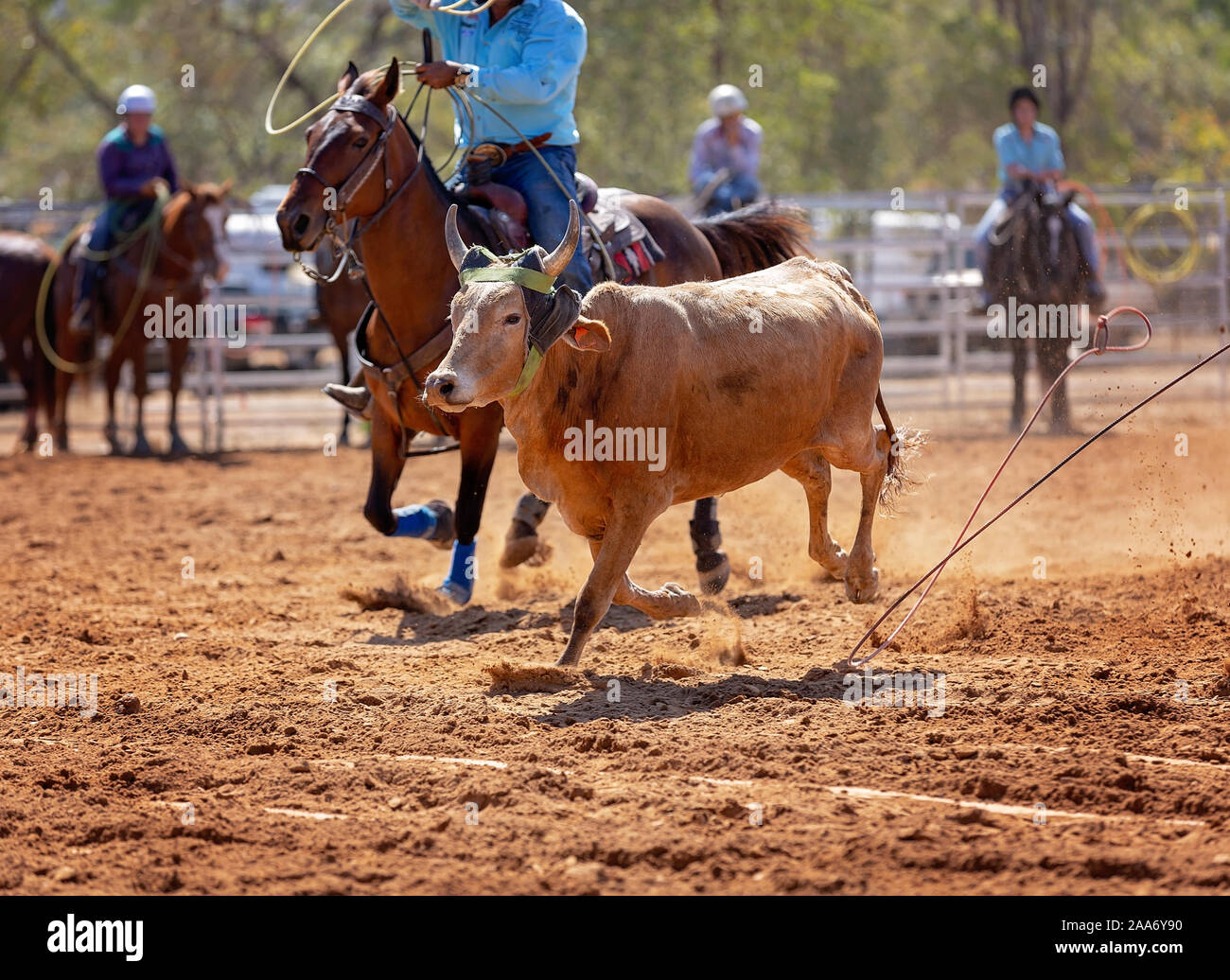 Calf being lassoed in a team calf roping event by cowboys at a country ...