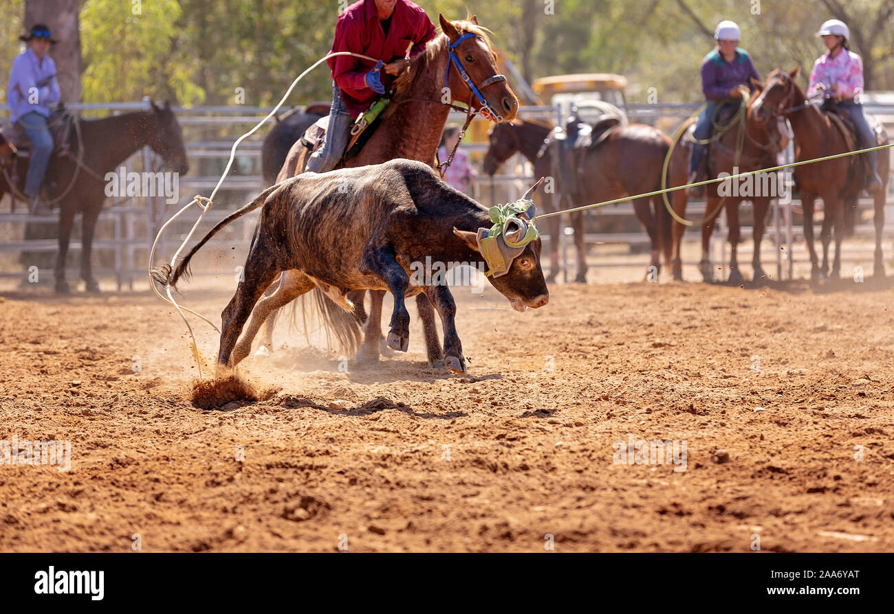 Calf being lassoed in a team calf roping event by cowboys at a country ...