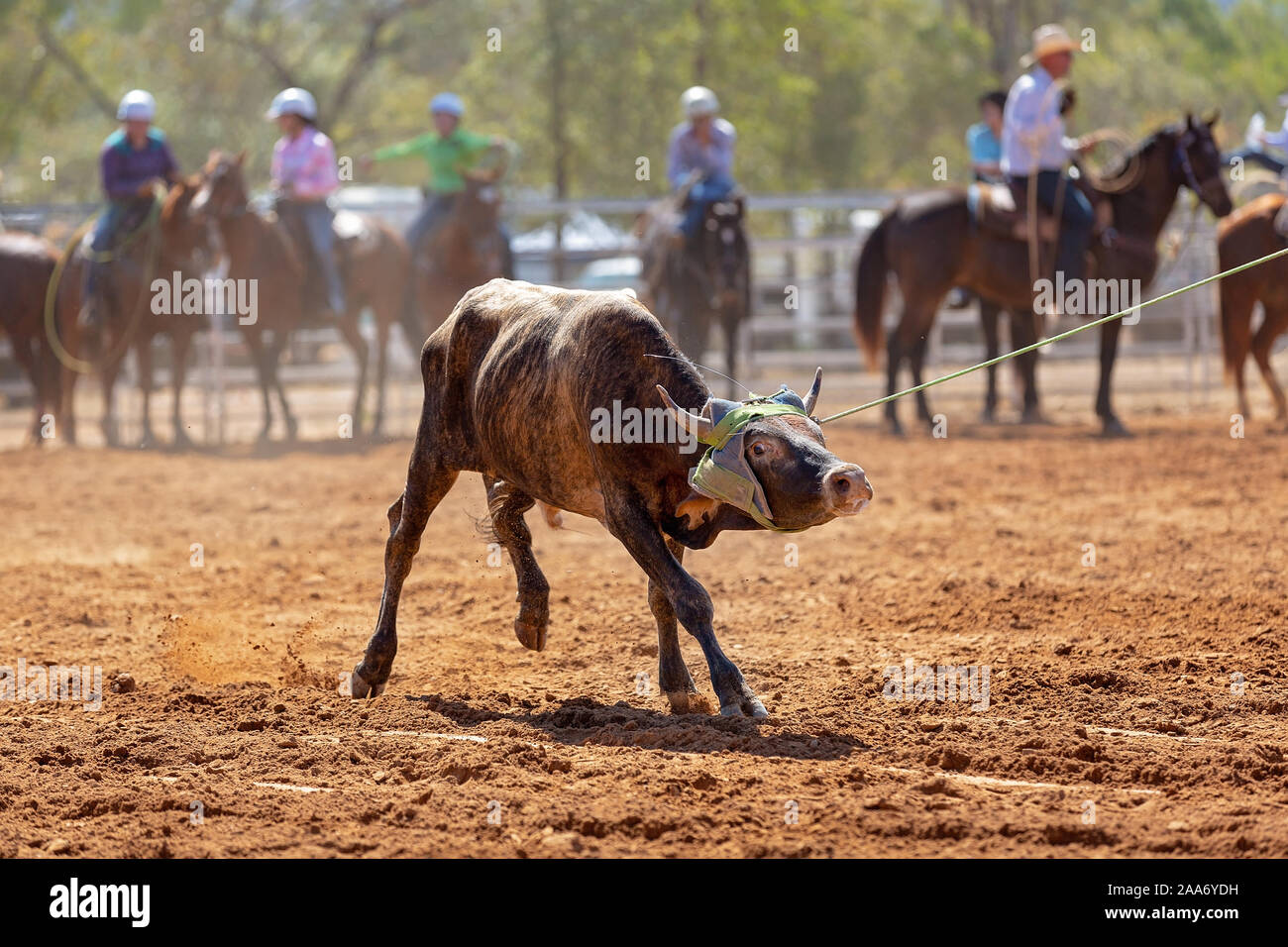 Calf being lassoed in a team calf roping event by cowboys at a country rodeo Stock Photo - Alamy