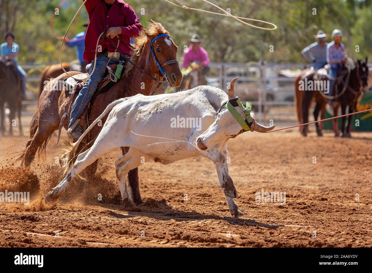 Calf being lassoed in a team calf roping event by cowboys at a country ...