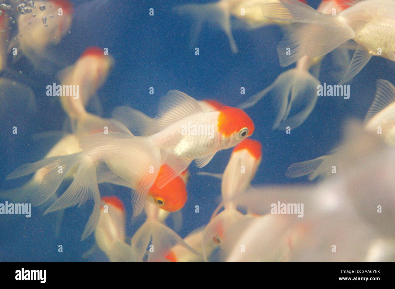 Aquarium fish, very cute fish Stock Photo - Alamy