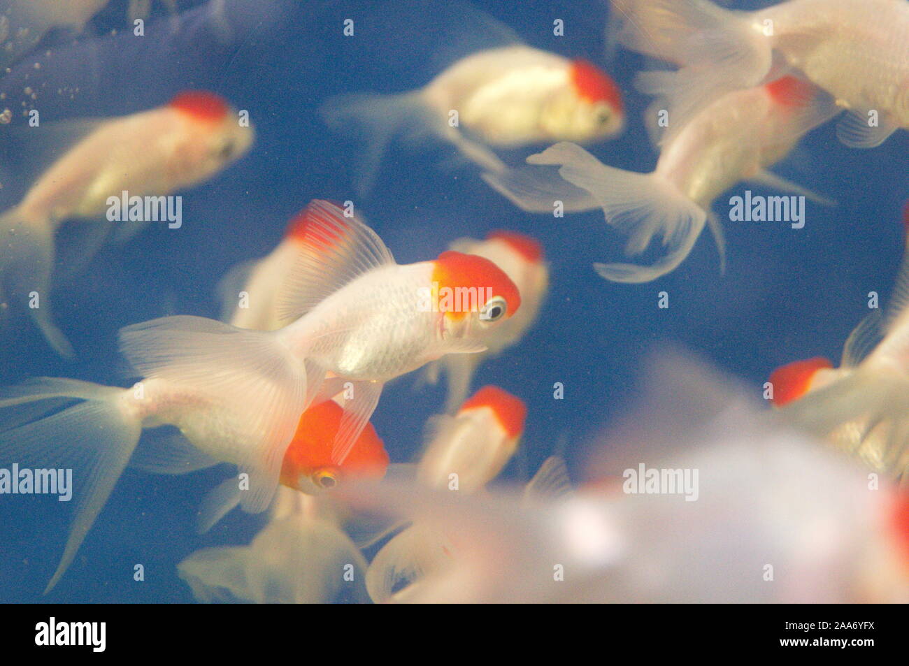 Aquarium fish, very cute fish Stock Photo - Alamy