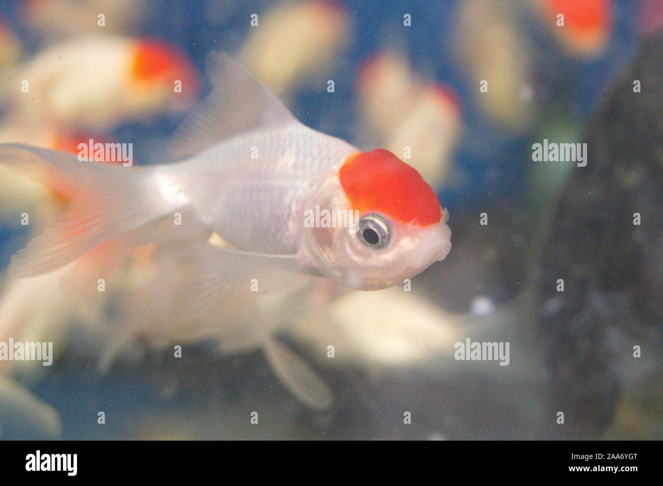 Aquarium fish, very cute fish Stock Photo - Alamy