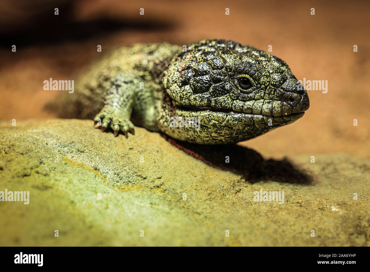 Close up view of Australian green gecko lizard dragon reptile with ...