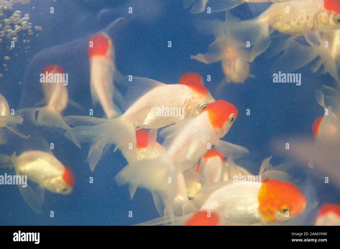 Aquarium fish, very cute fish Stock Photo - Alamy