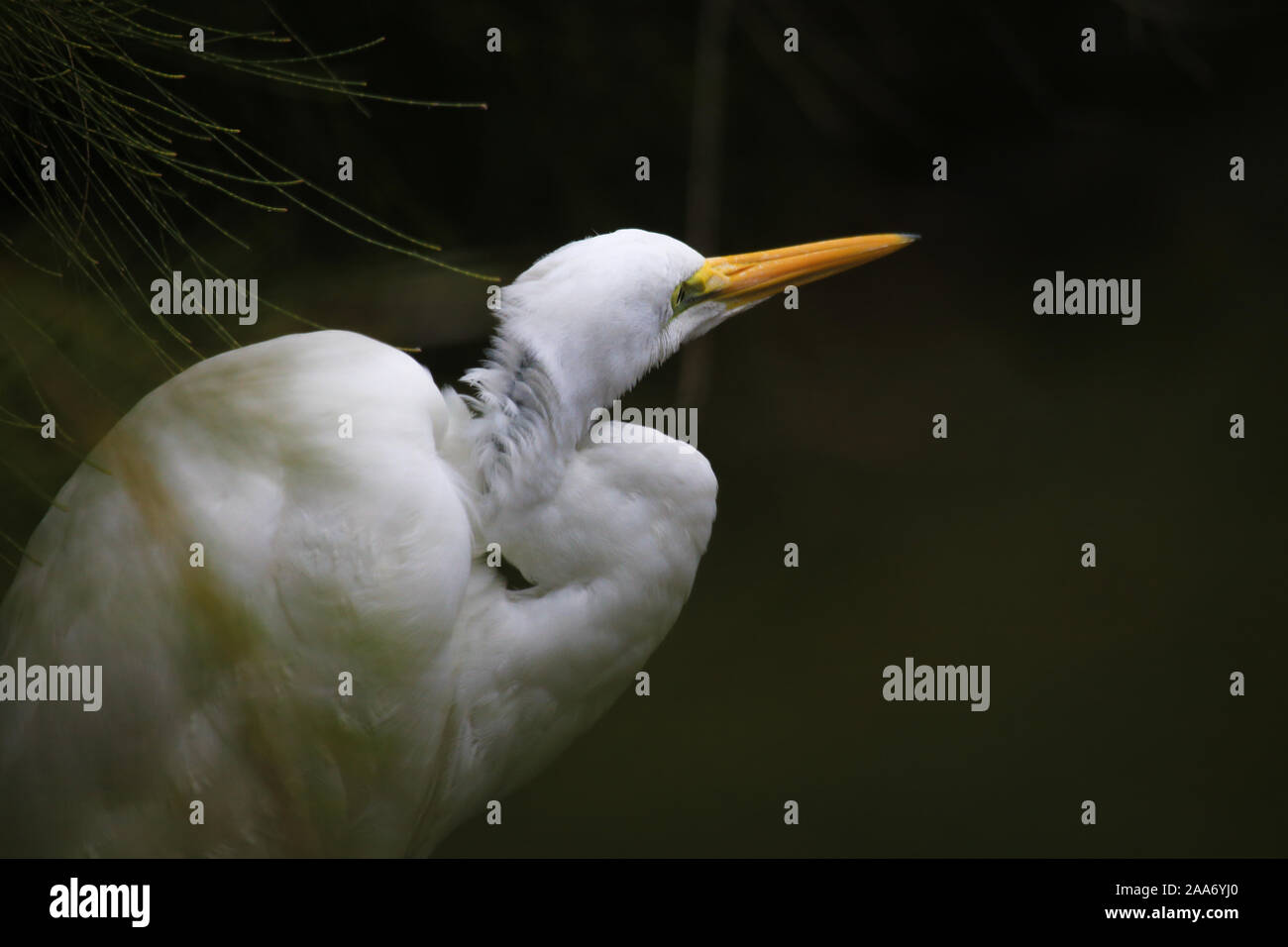 White stalker hunter bird common great egret seen in striking pose ...