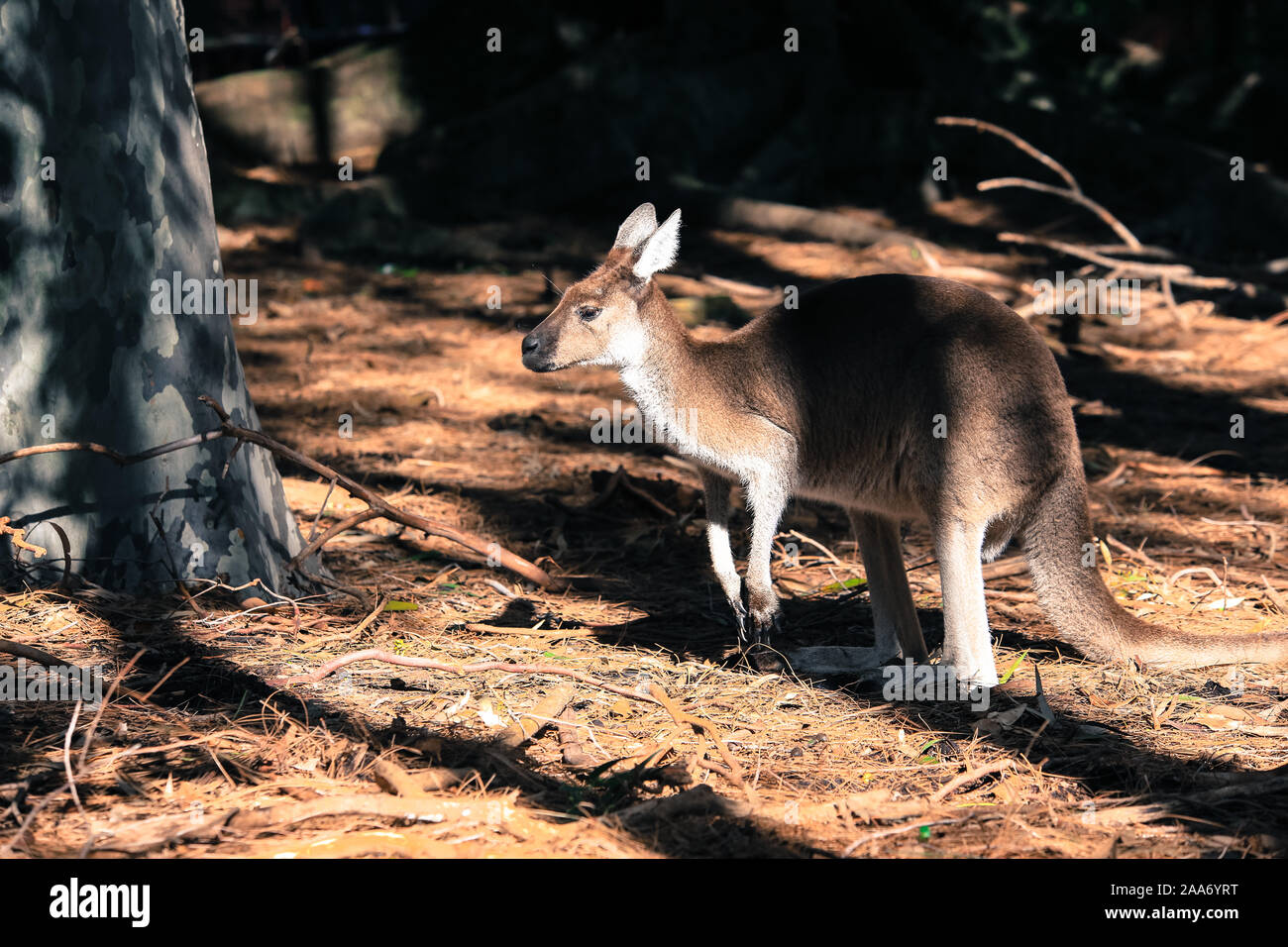 Wild kangaroo at in the woods of Perth Australia and surroundings ...
