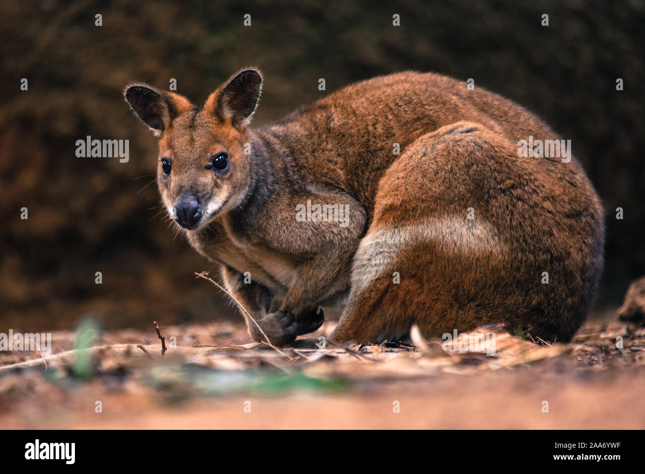 Wild kangaroo at in the woods of Perth Australia and surroundings ...