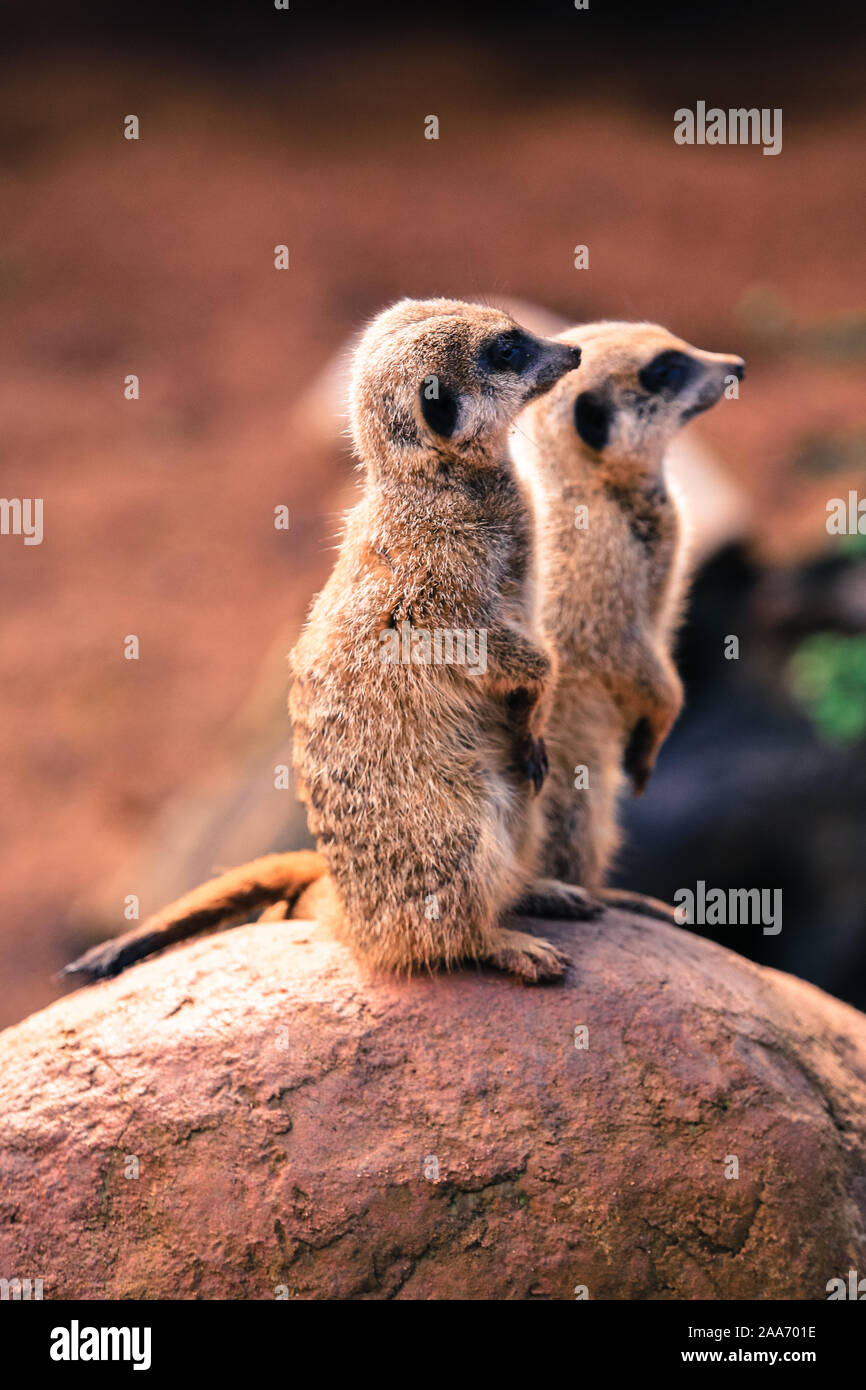 Adorable Australian meercat standing guard watching and being vigilant ...