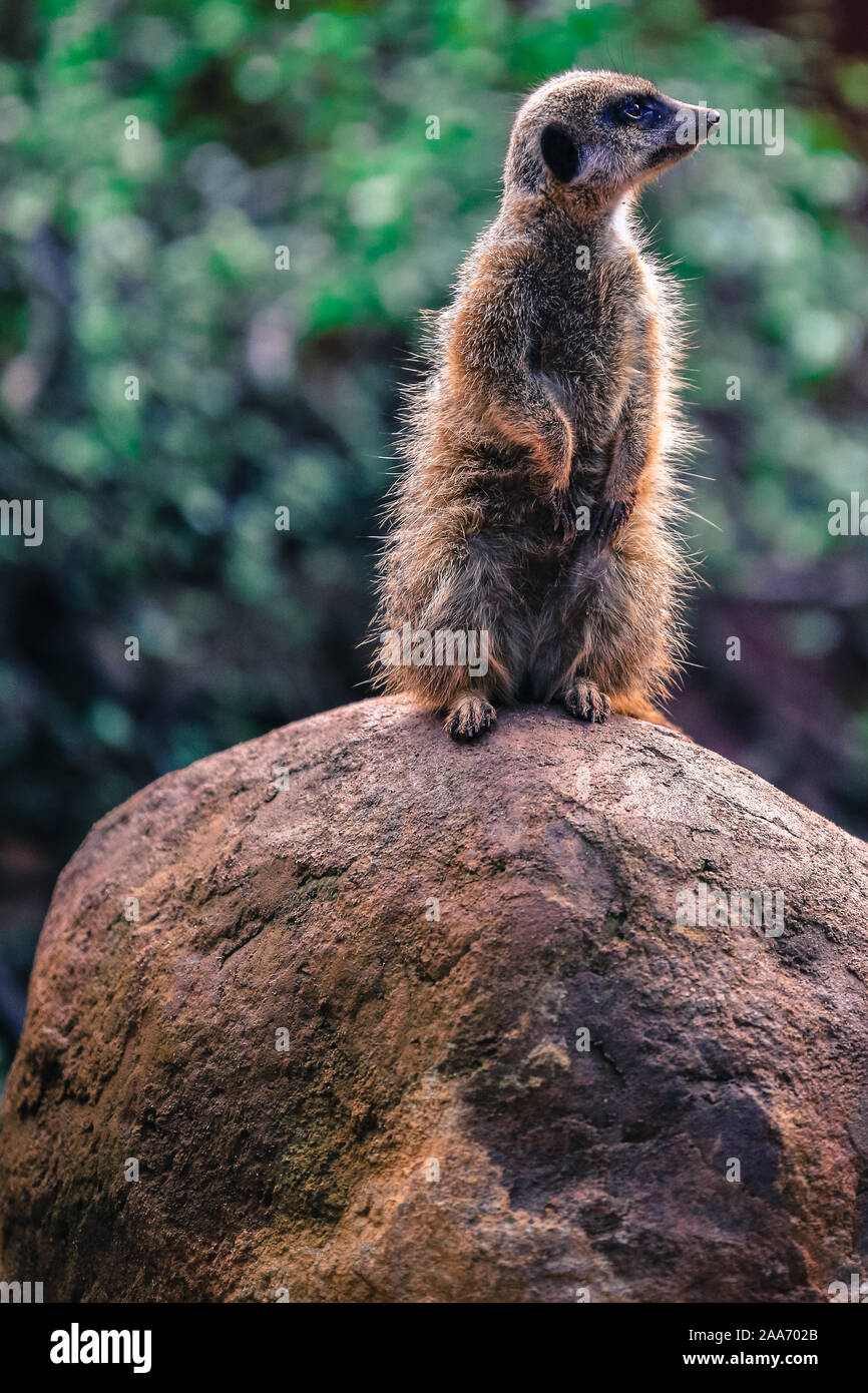 Adorable Australian meercat standing guard watching and being vigilant ...