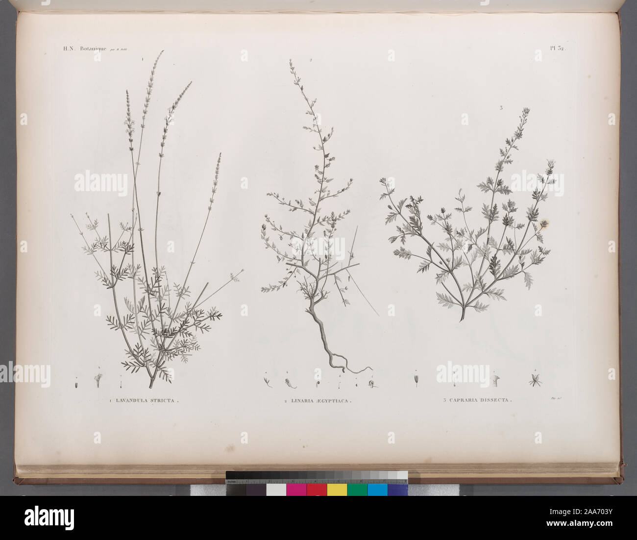Botanique. 1. Lavandula stricta; 2. Linaria ægyptiaca; 3. Capraria ...