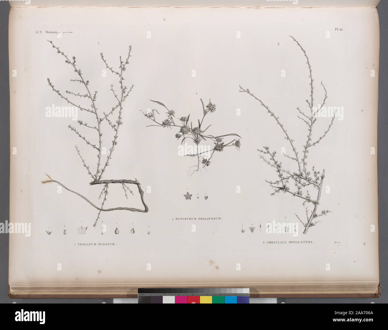 Botanique. 1. Traganum nudatum; 2. Buplevrum proliferum; 3. Cornulaca ...