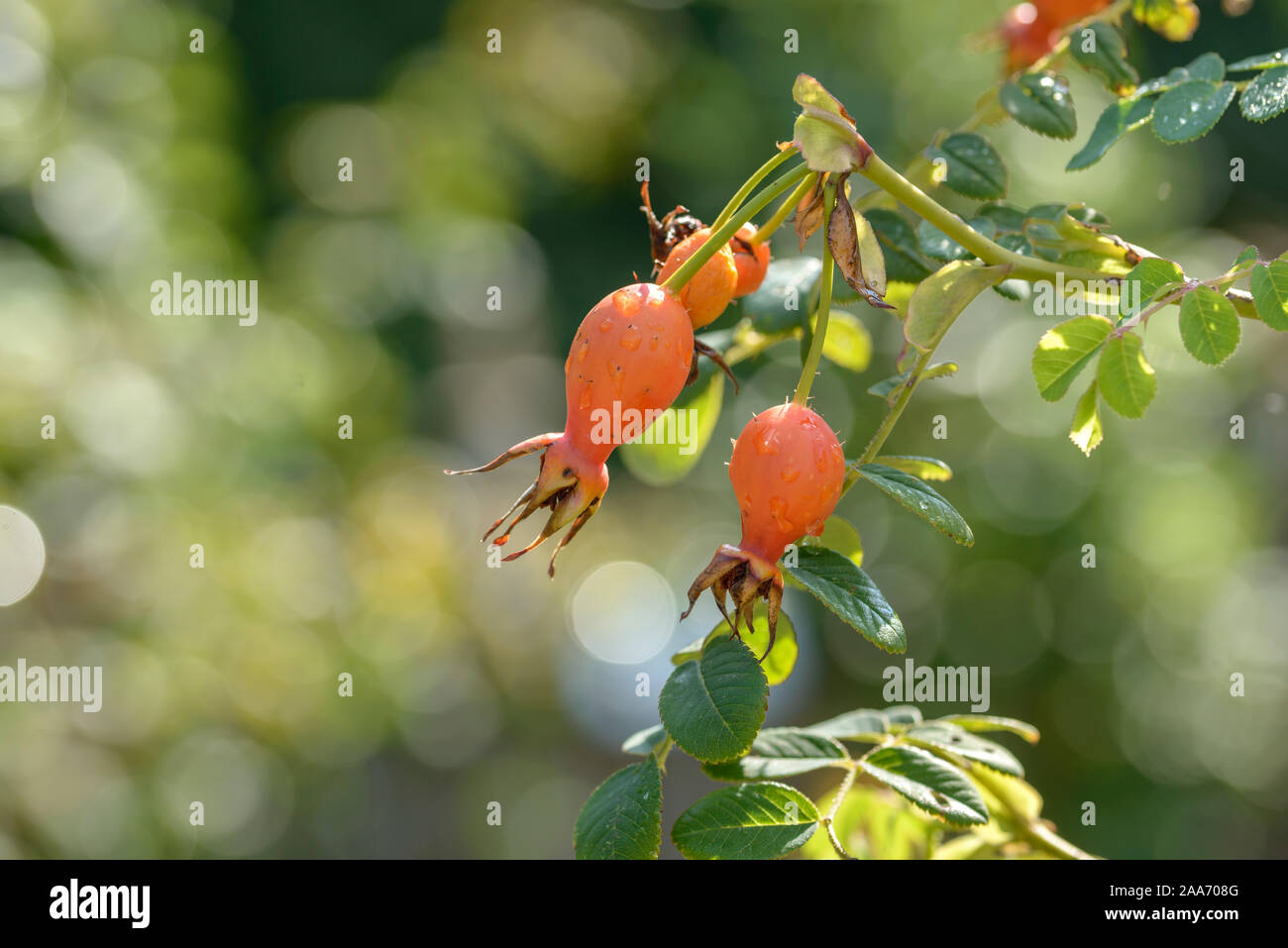 Strauchrose hi-res stock photography and images - Alamy
