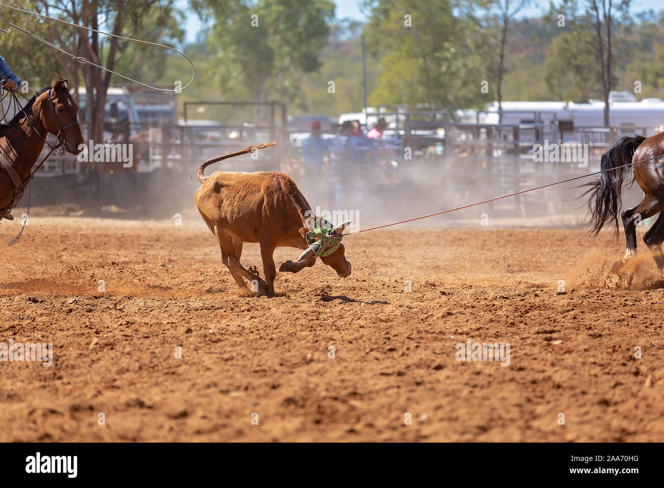 Calf being lassoed in a team calf roping event by cowboys at a country ...